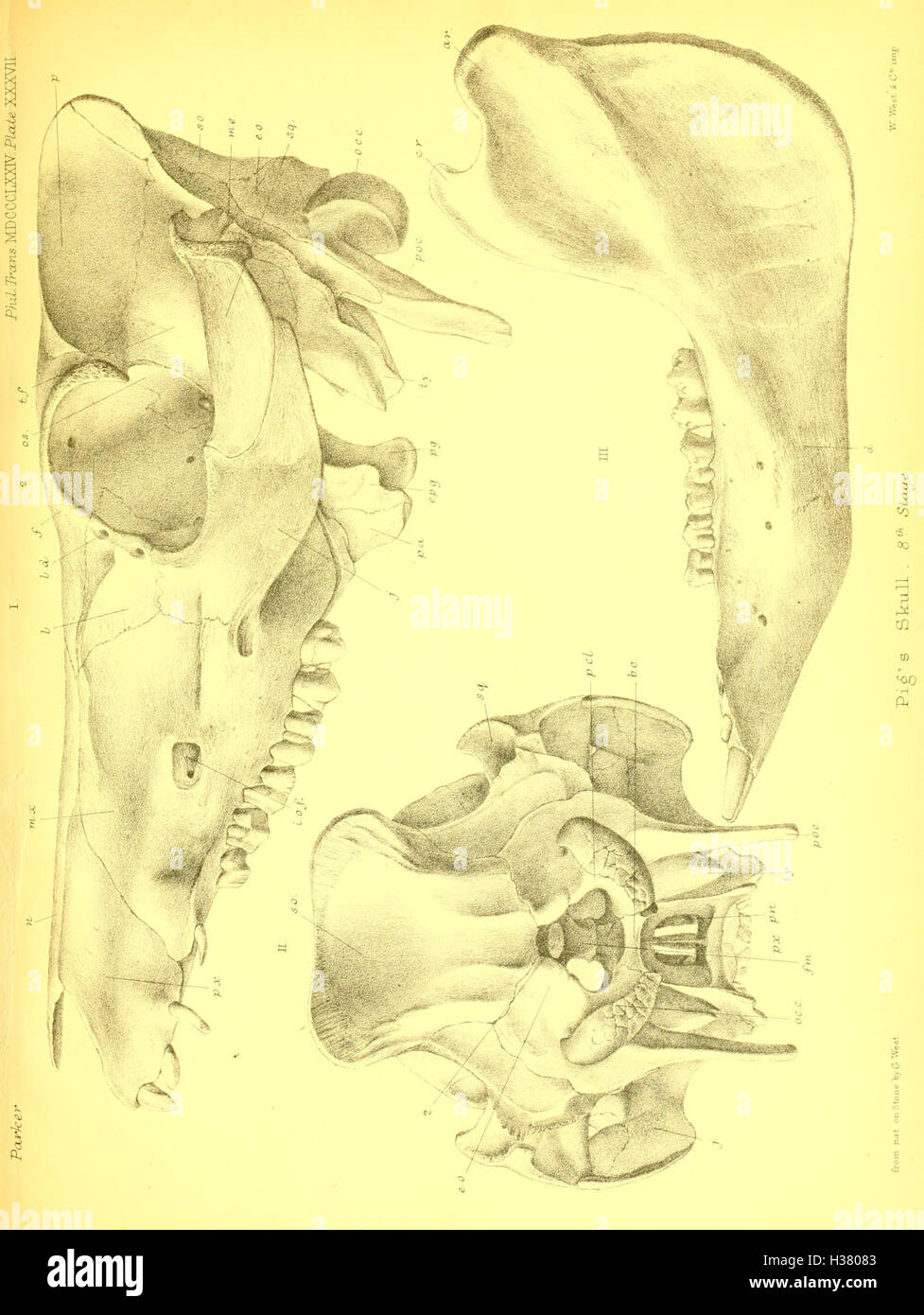 Plate XXXVII of 'On the Structure and Development of the Skull in the ...
