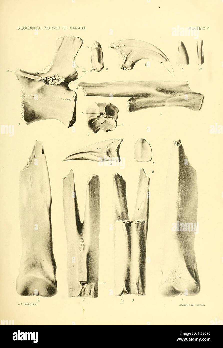 Mid cretaceous hi-res stock photography and images - Alamy