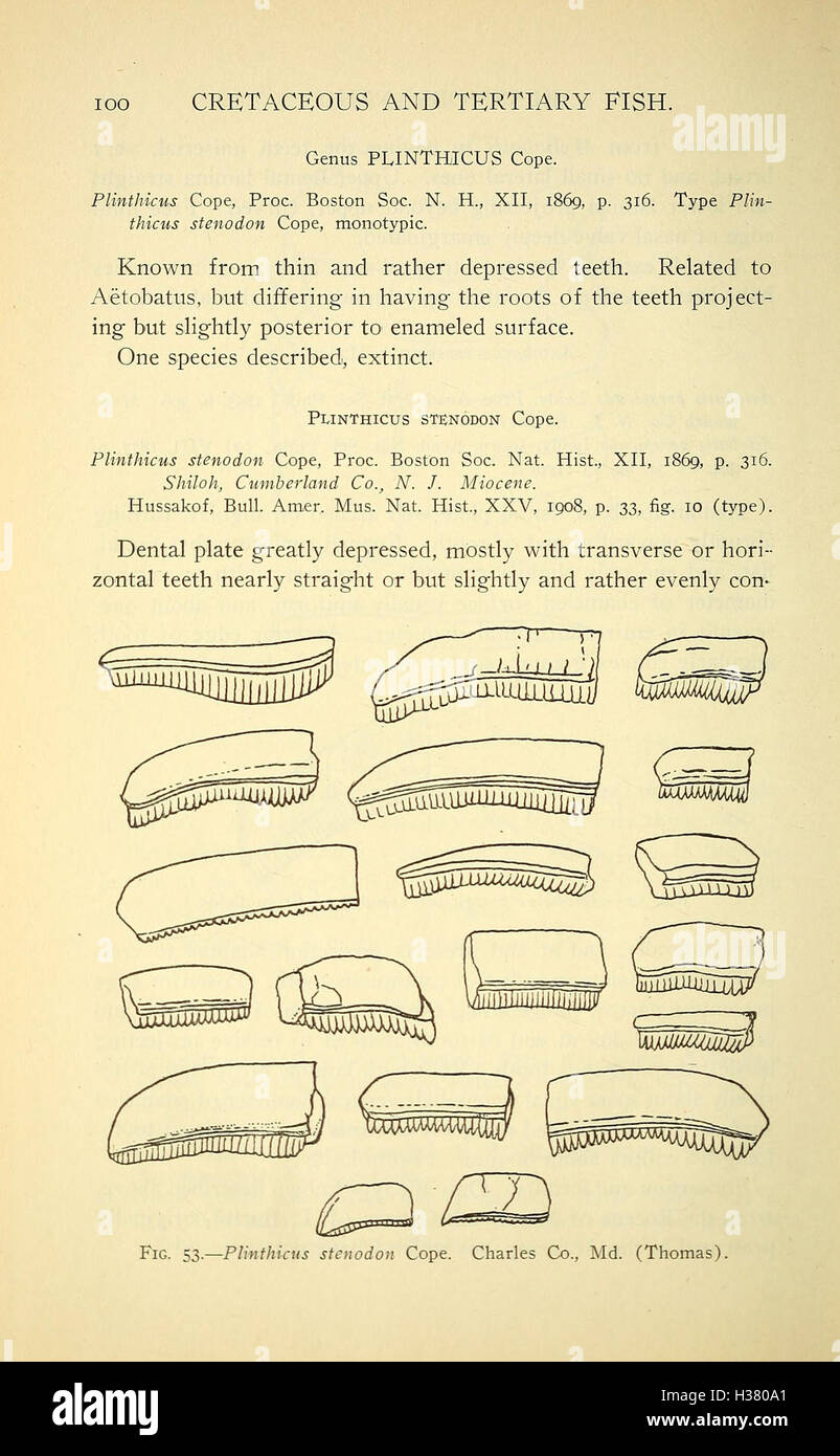 A description of the fossil fish remains of the Cretaceous, Eocene and ...