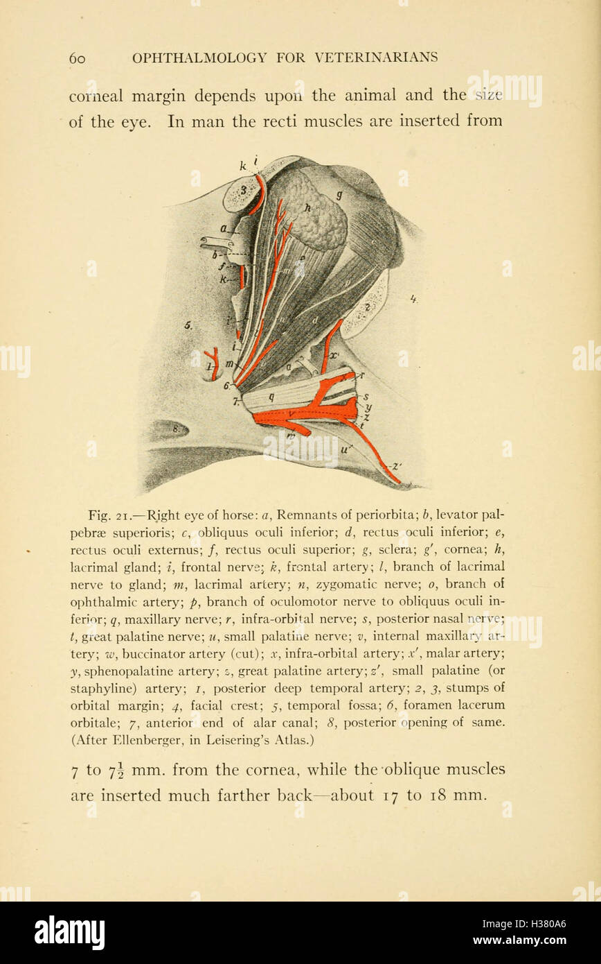 This guide covers the fundamentals of ophthalmology in veterinary ...