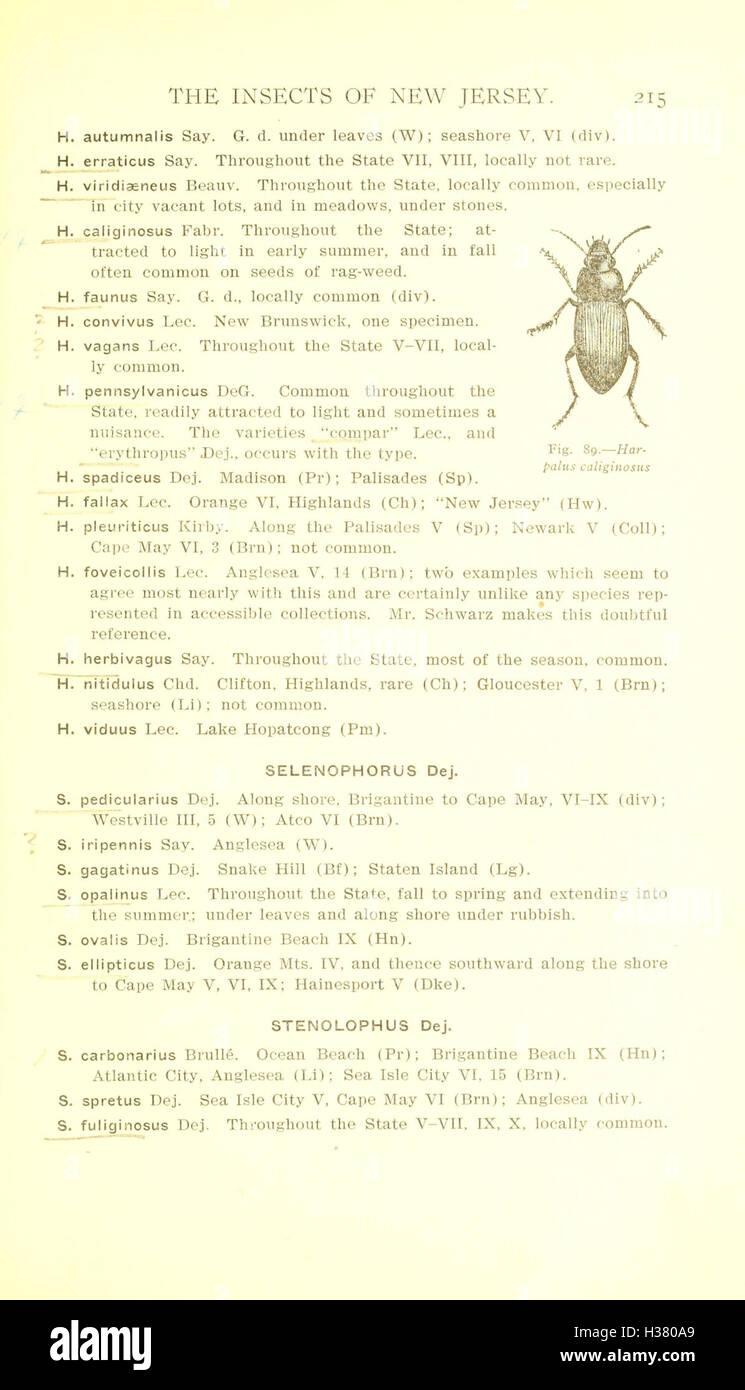 A scientific overview of the Coleoptera order, detailing the vast ...