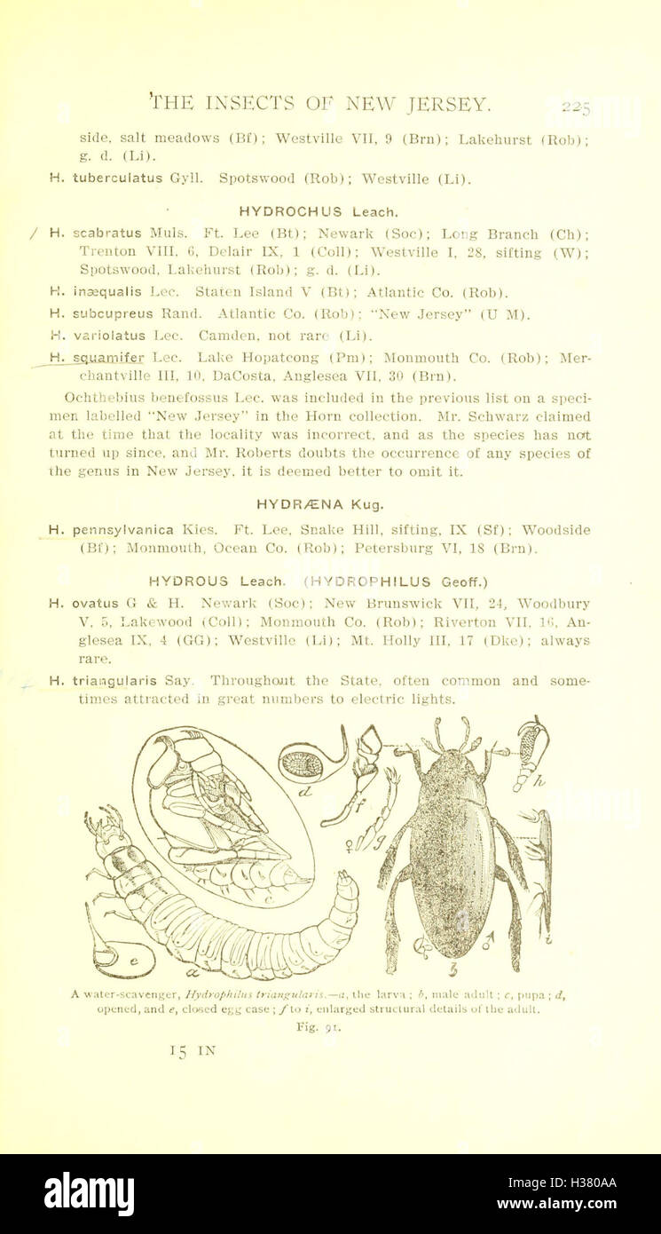 Insects diverse characteristics hi-res stock photography and images - Alamy