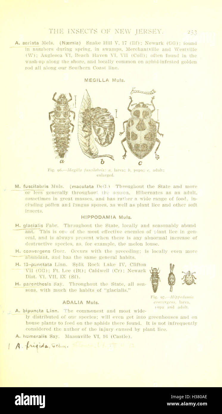 This page focuses on the Order Coleoptera, detailing the identification ...