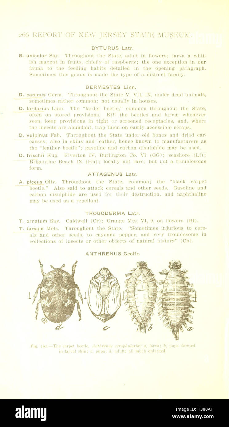 This work provides a detailed study of the Coleoptera order, focusing ...