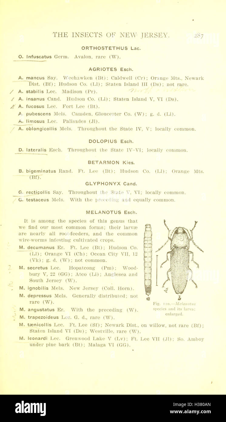 Characteristics of beetles hi-res stock photography and images - Alamy