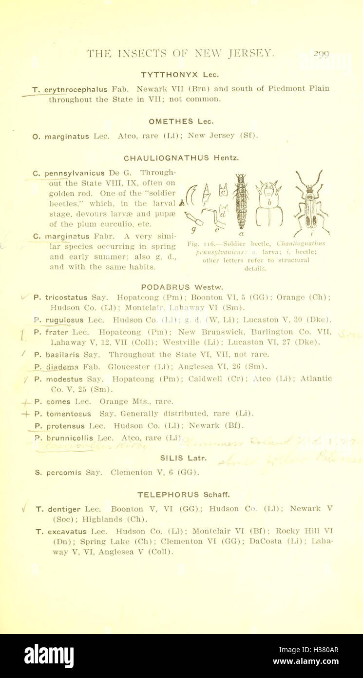 This page presents a detailed examination of the Coleoptera order ...