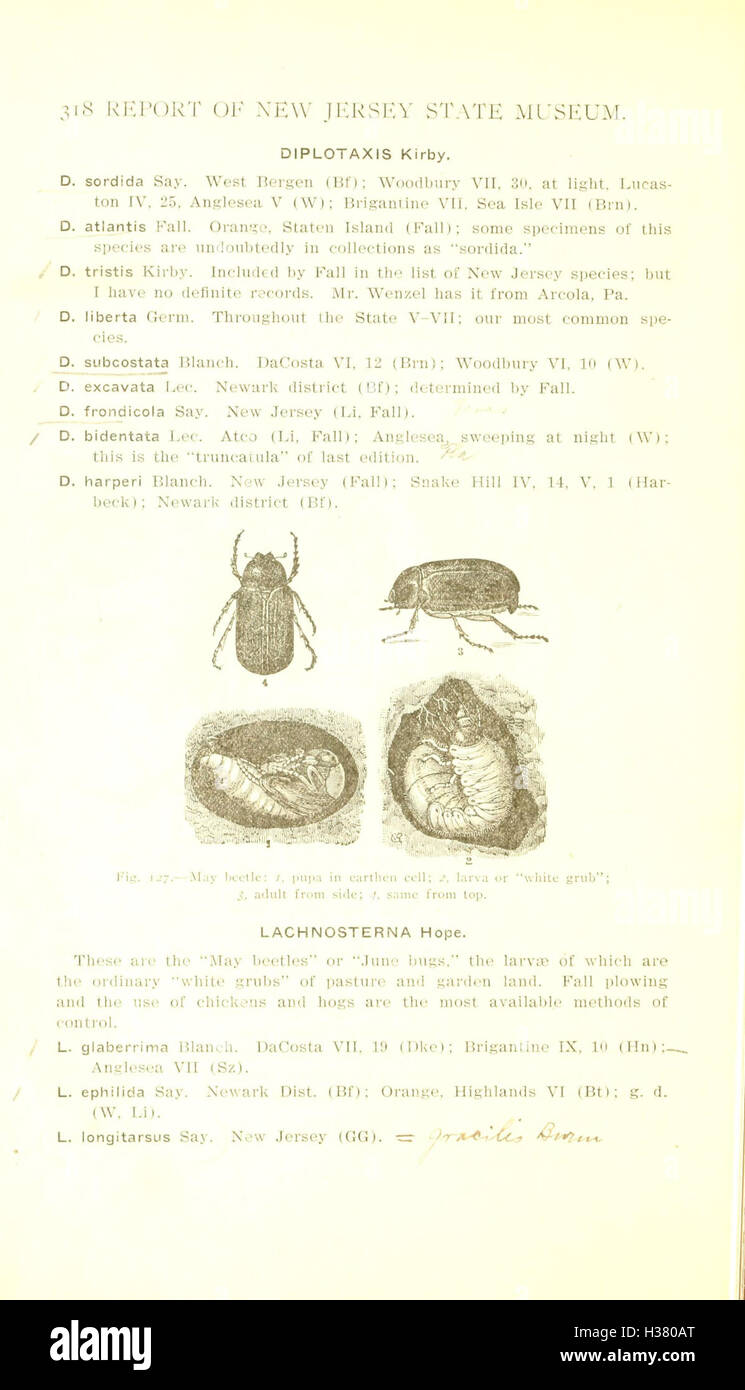 This work details the Coleoptera order, focusing on the classification ...