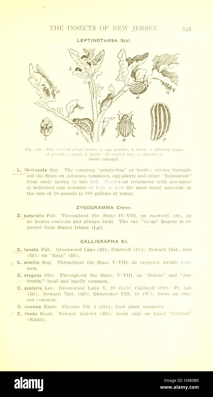 This page from 'Order Coleoptera' provides a detailed overview of the ...