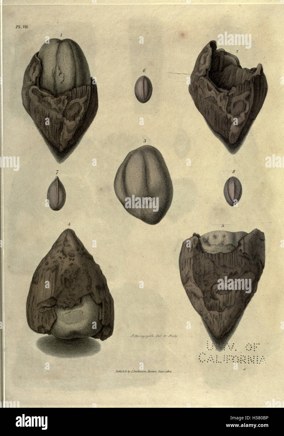 This work discusses fossilized remains from prehistoric worlds ...