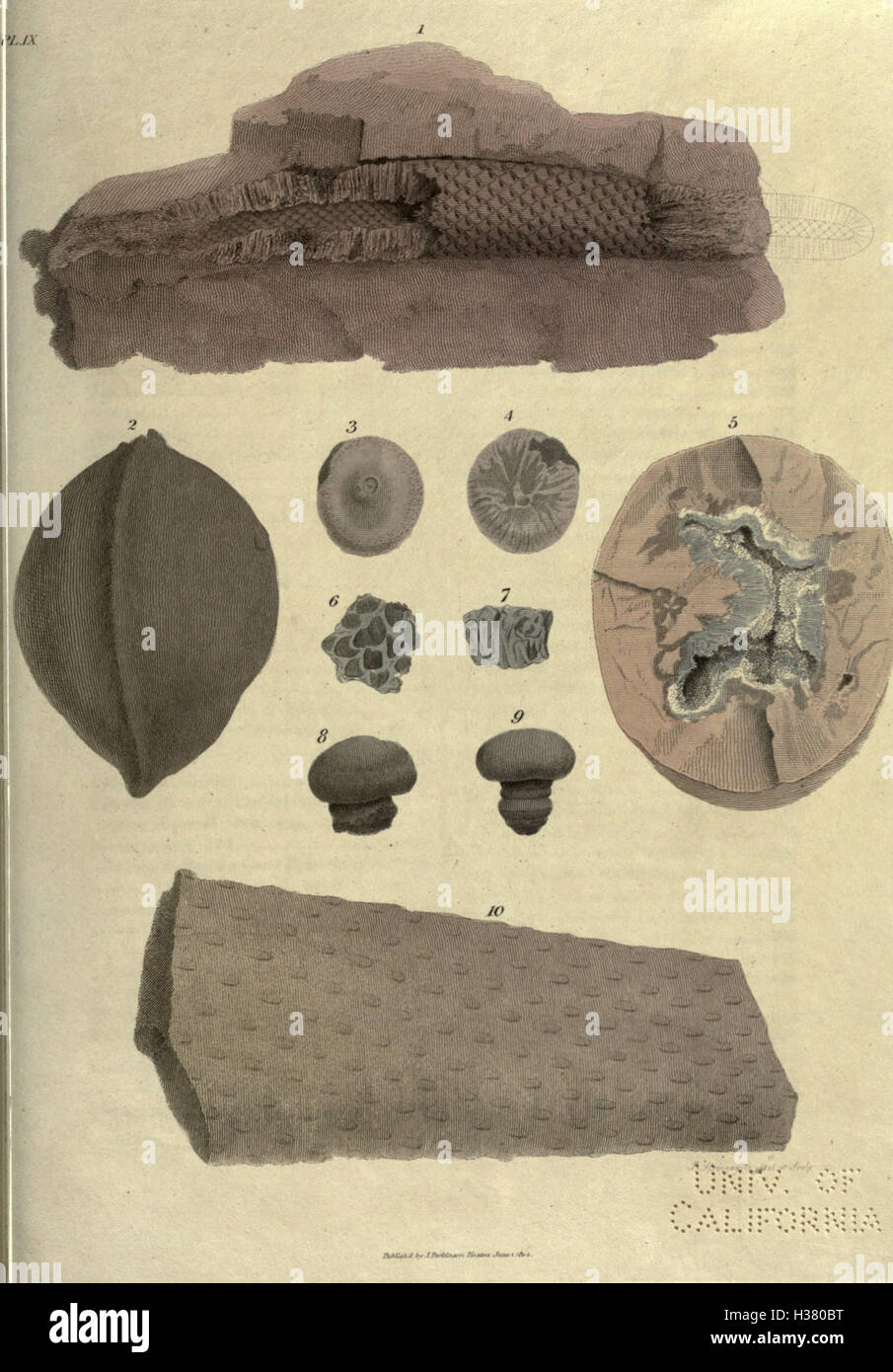 A study of organic remains from prehistoric eras, focusing on fossils ...