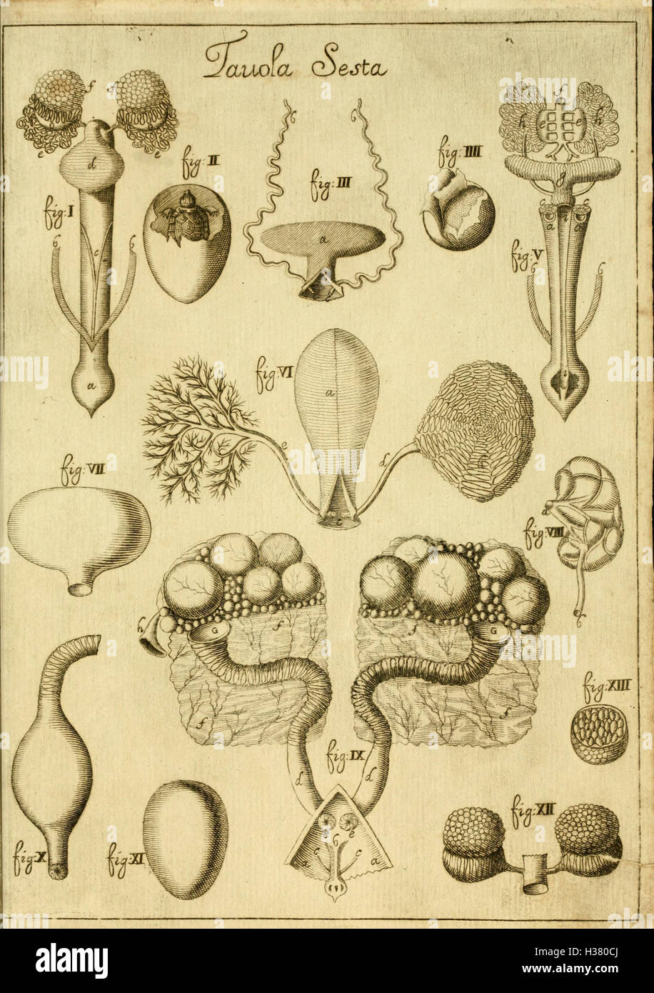 An anatomical study, focusing on various species and the structure of ...