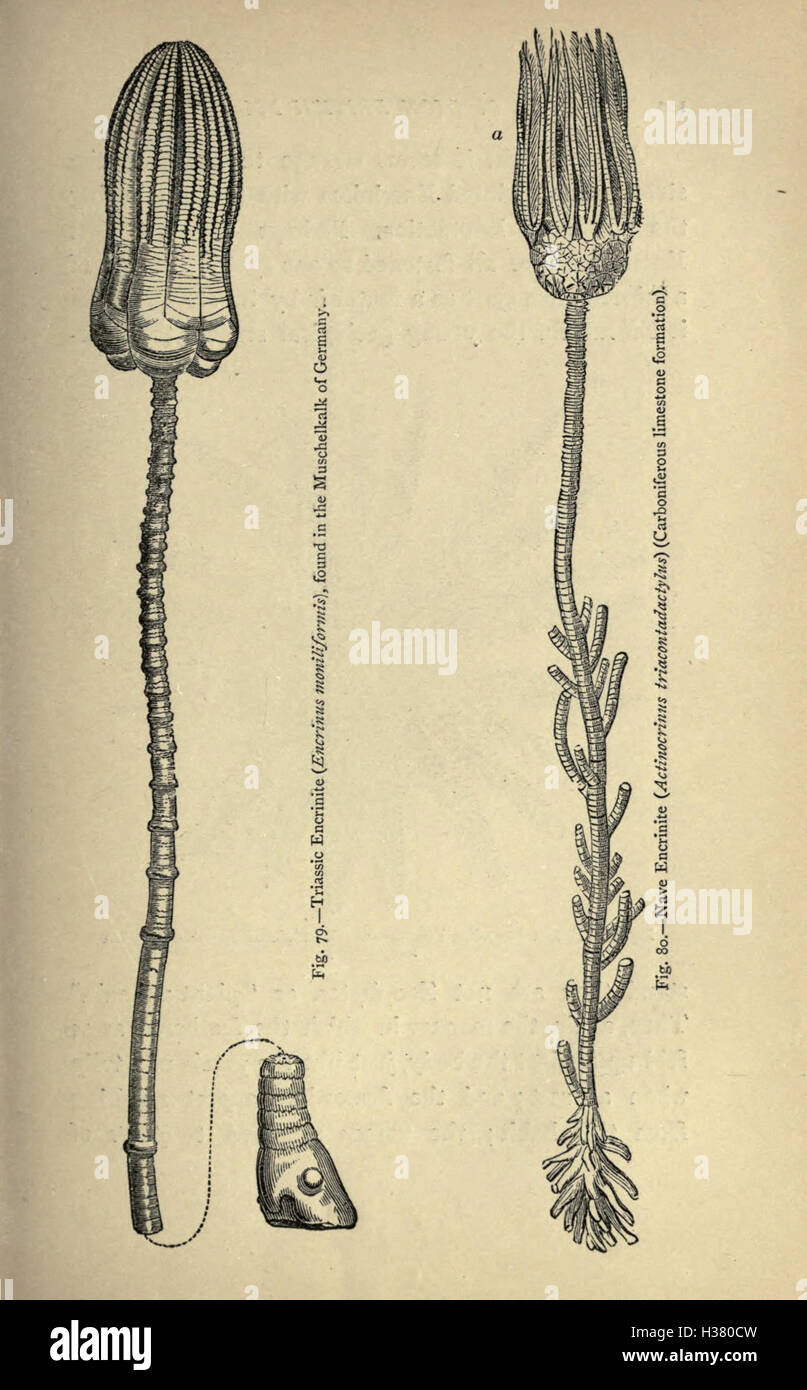 This guide discusses common British fossils, their identification, and ...