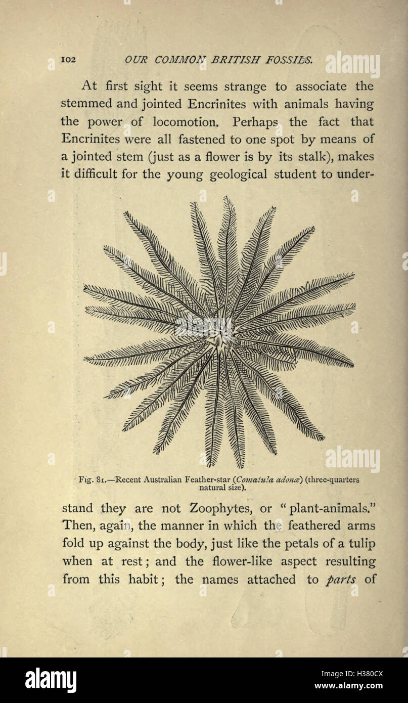 This book offers an in-depth guide to identifying common British ...