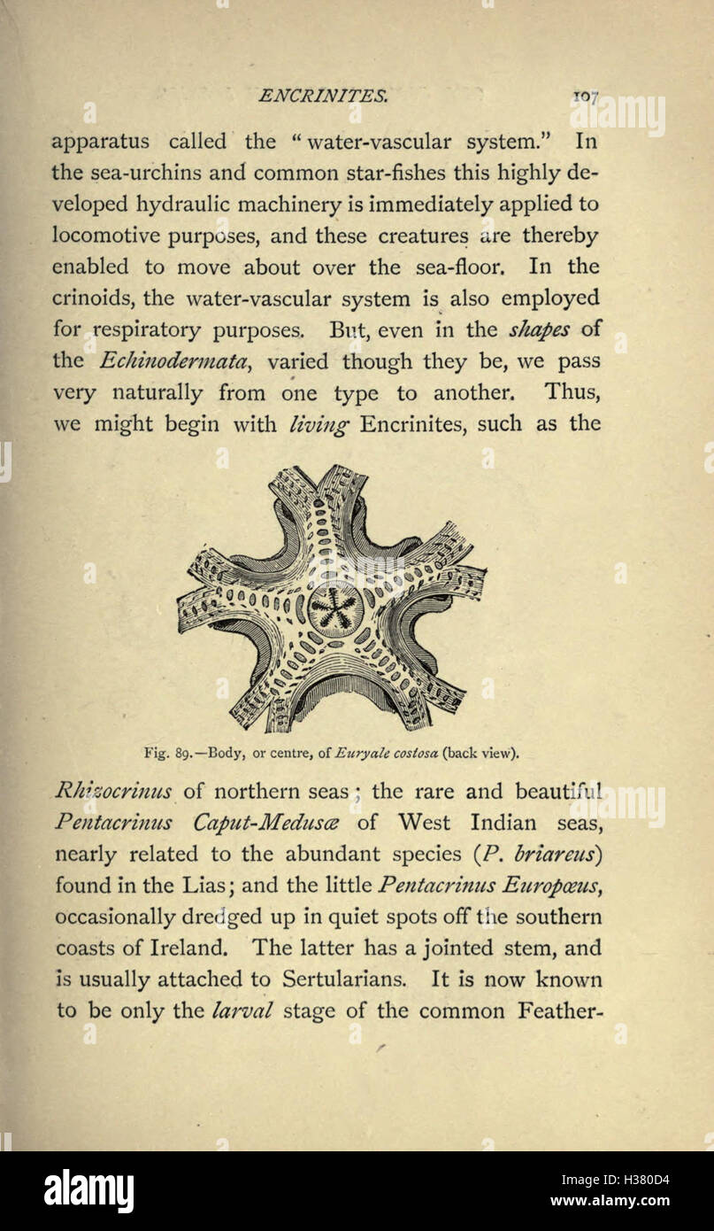 This guide explores common British fossils, offering information on ...