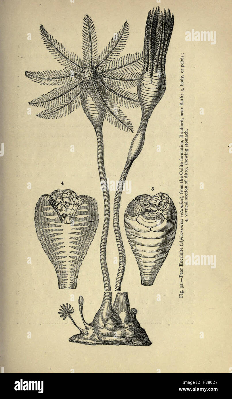 This guide highlights common British fossils and their locations ...