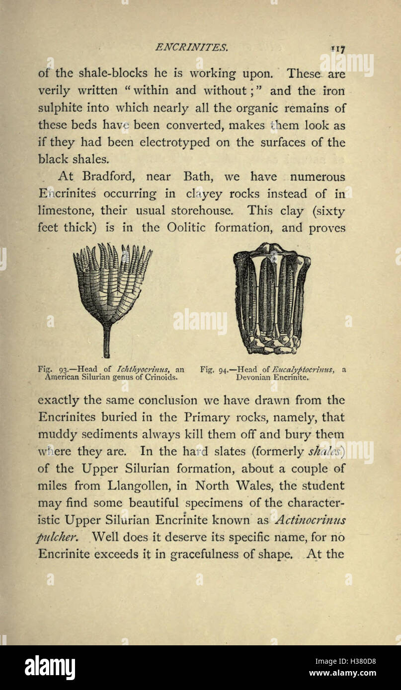This guide provides a comprehensive overview of common British fossils ...
