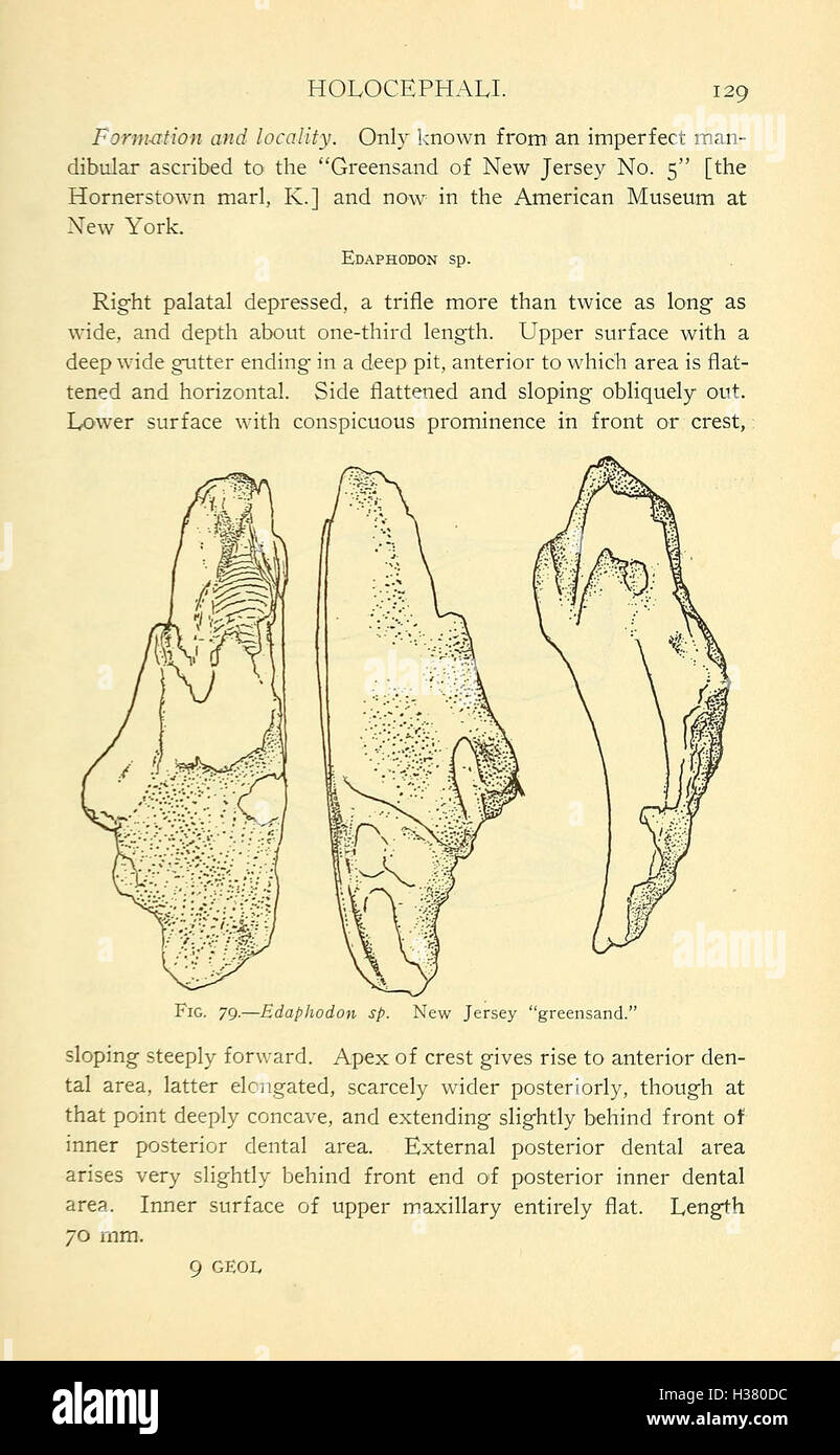 A description of the fossil fish remains of the Cretaceous, Eocene and ...