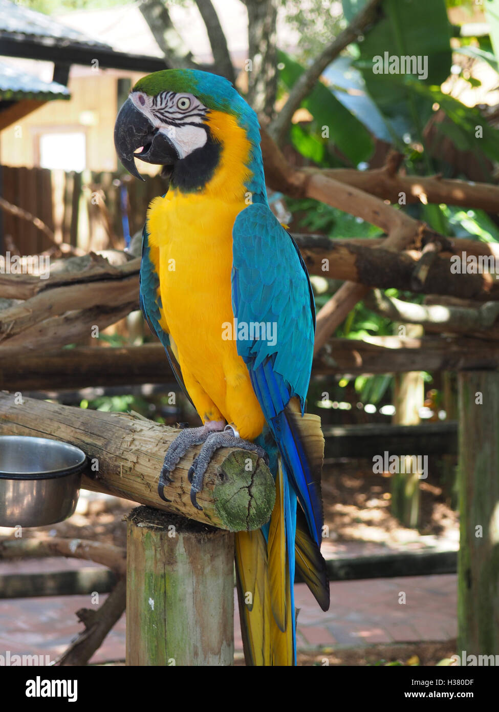 Macaw parrot hi-res stock photography and images - Alamy