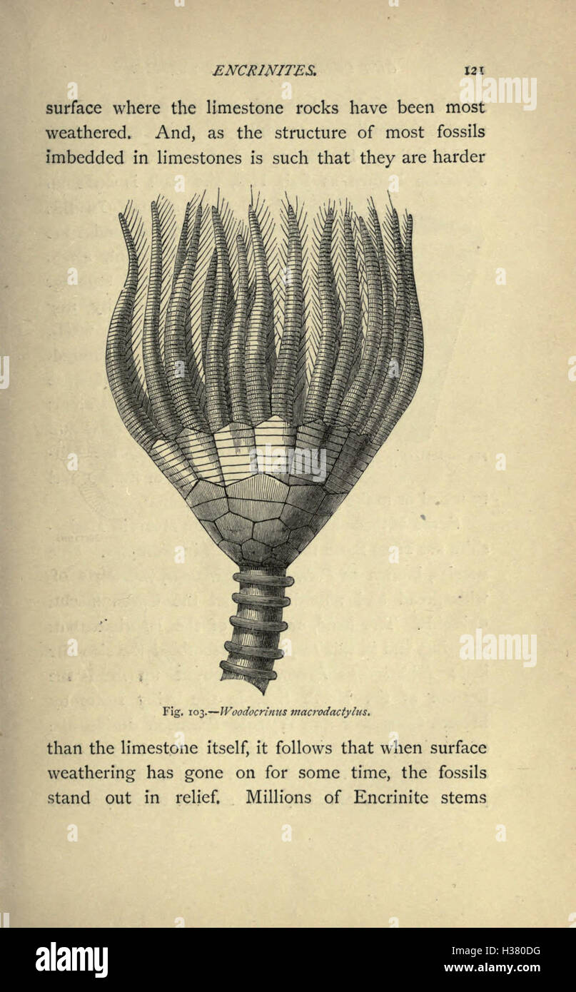 A continuation of the guide to common British fossils and their ...