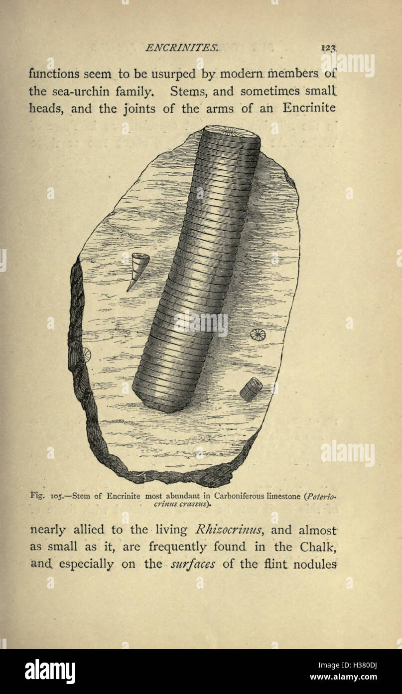 A guide to identifying common British fossils and where to locate them ...