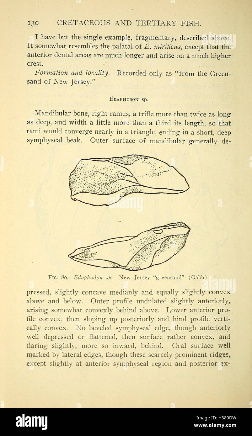 A description of the fossil fish remains of the Cretaceous, Eocene and ...