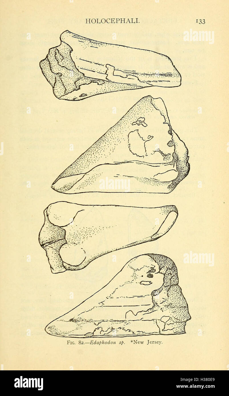 A description of the fossil fish remains of the Cretaceous, Eocene and ...