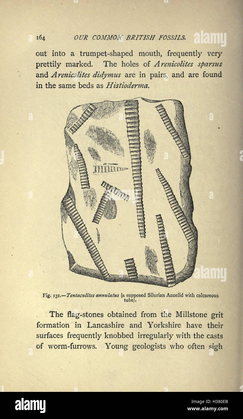 Our common British fossils and where to find them (Page 164) BHL221 ...