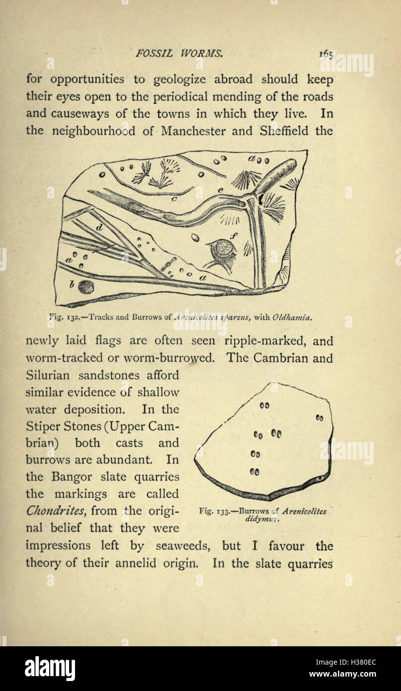 Fossil sites finder hi-res stock photography and images - Alamy