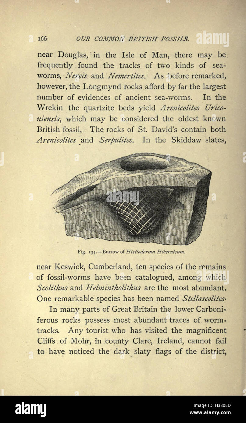 This page offers a guide to common British fossils, detailing their ...
