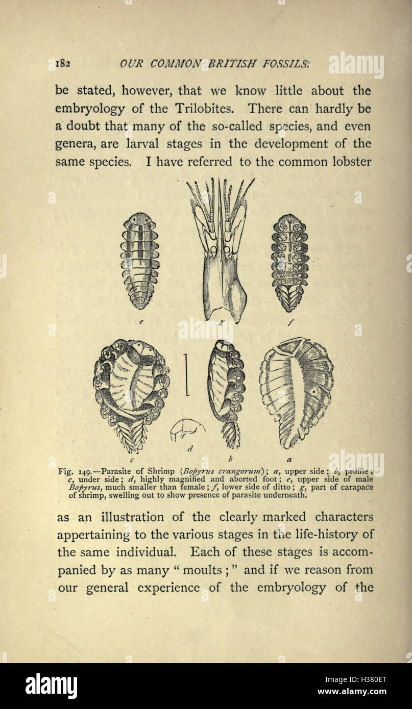 This guide offers an overview of common British fossils, providing ...