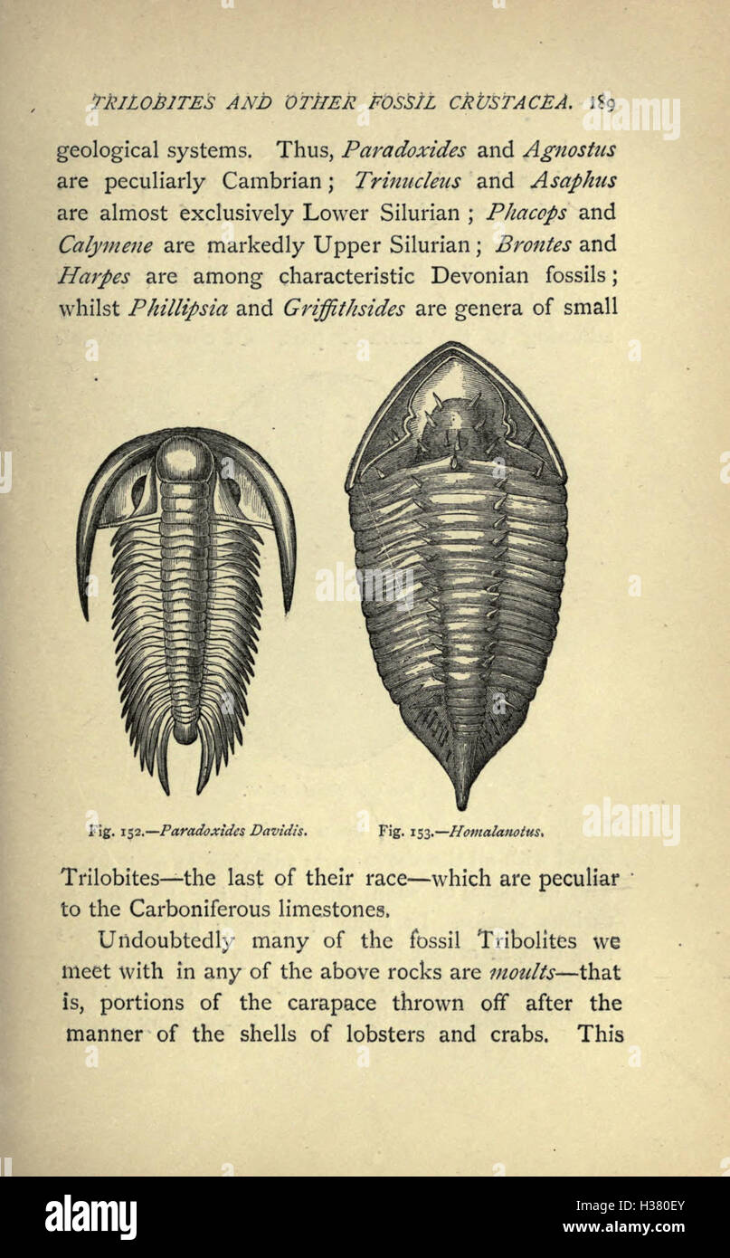 This guide provides information on common British fossils, their ...