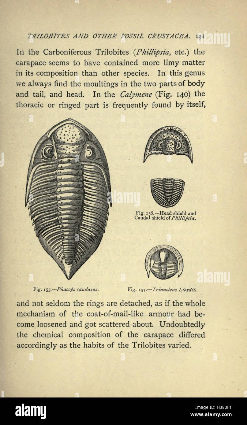 This guide to common British fossils provides details on where to find ...