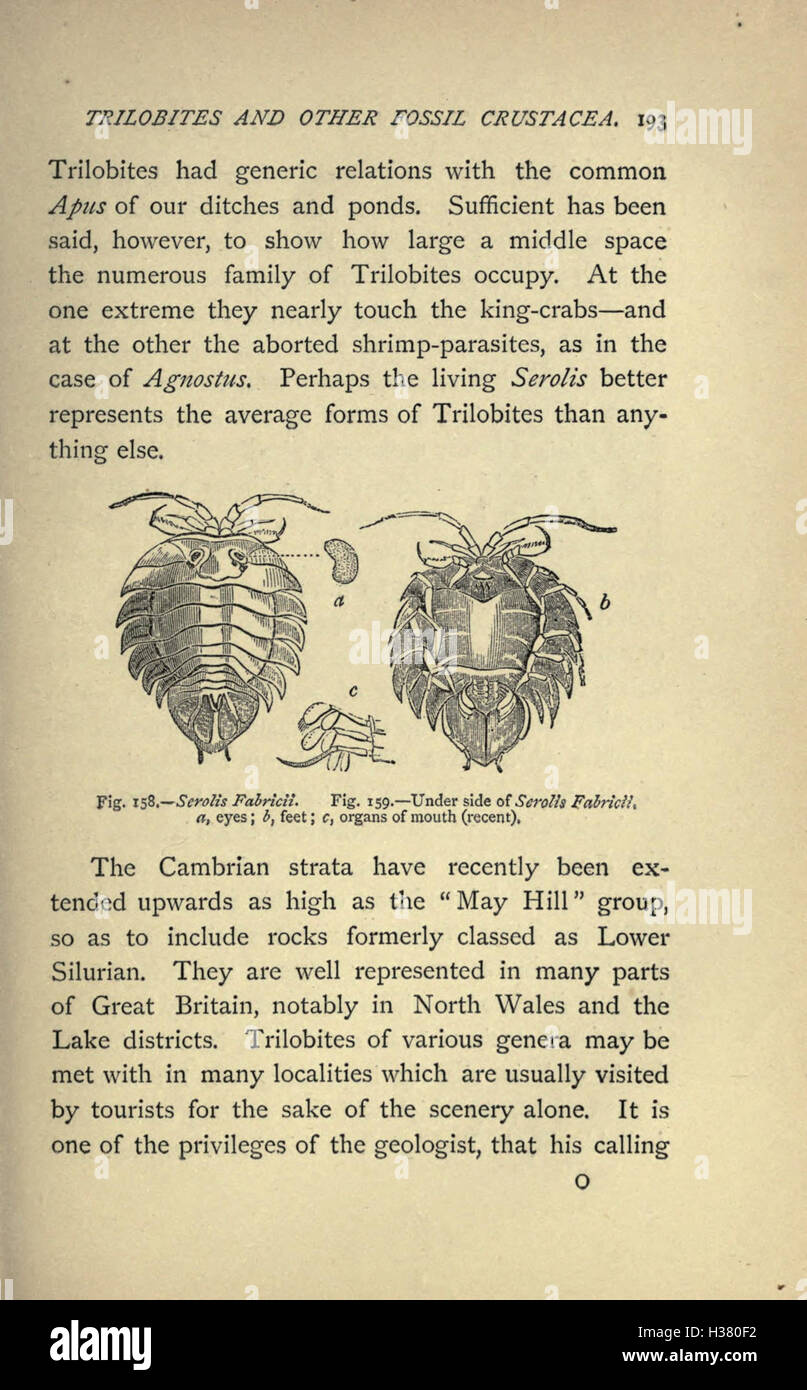 Fossil collection guide hi-res stock photography and images - Alamy