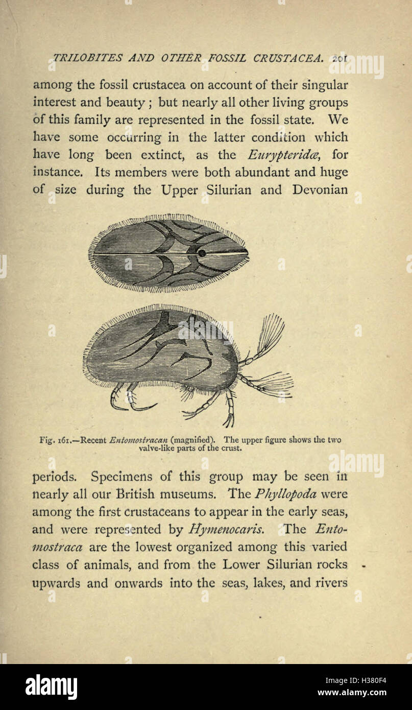 A guide to identifying and locating common British fossils, detailing ...