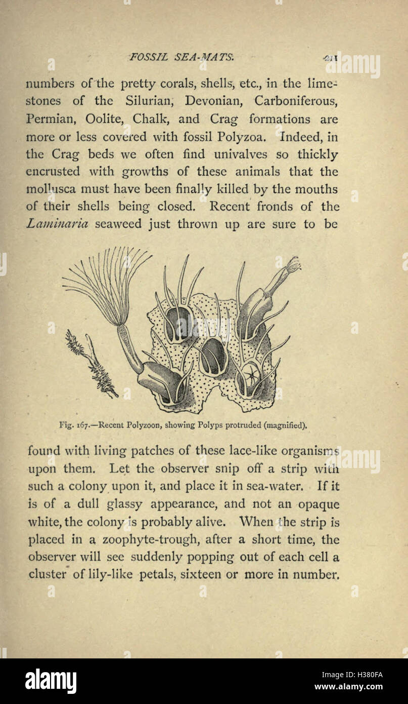 A guide to identifying common British fossils and their locations. The ...