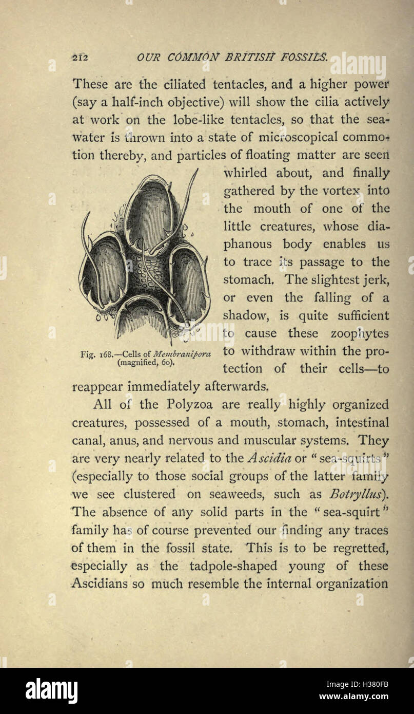 This guide provides information on common British fossils, their ...