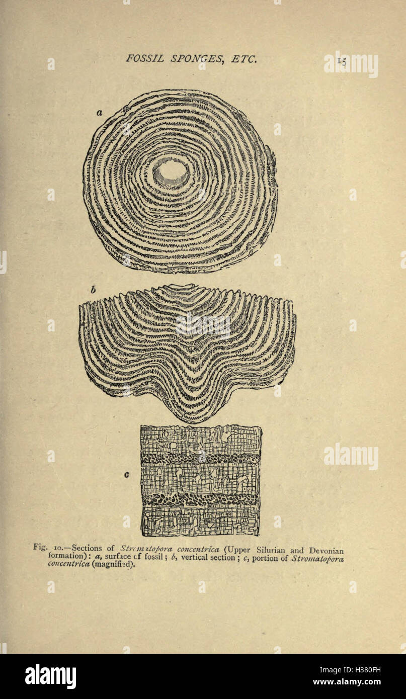 Fossils map hi-res stock photography and images - Alamy