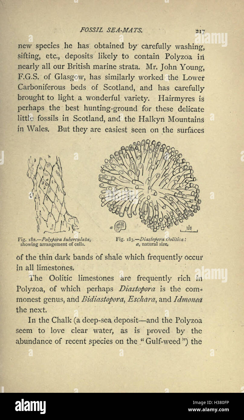 This page provides a guide to common British fossils and their ...