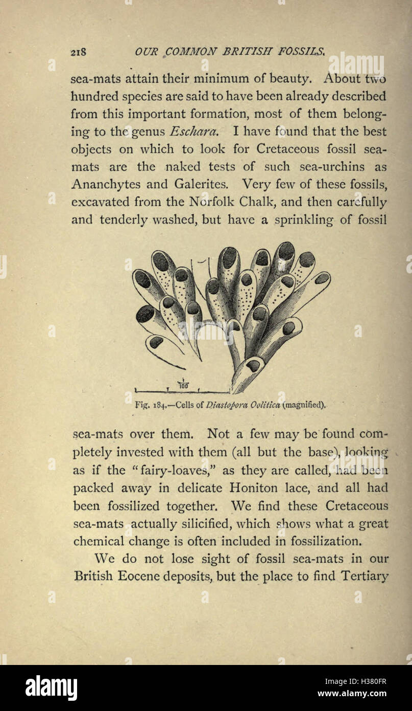 This guide offers information on common British fossils and their ...