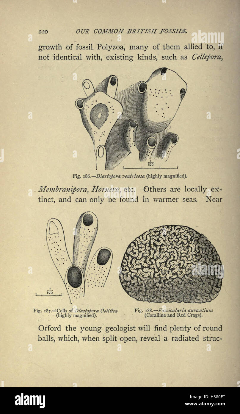 This guide identifies common British fossils, providing information on ...
