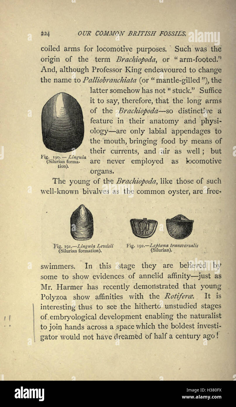 This guide provides a comprehensive overview of common British fossils ...