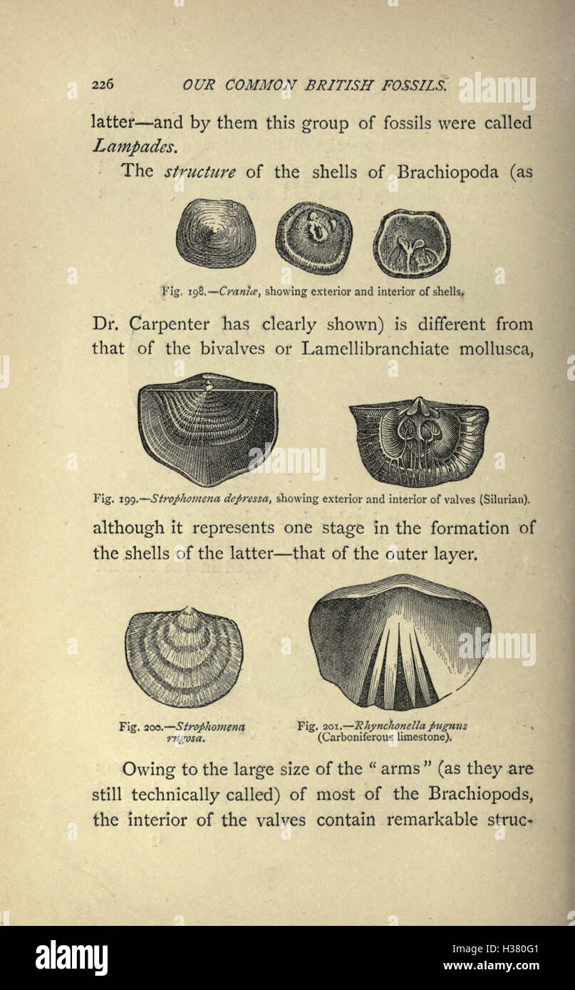 Our common British fossils and where to find them (Page 226) BHL221 ...