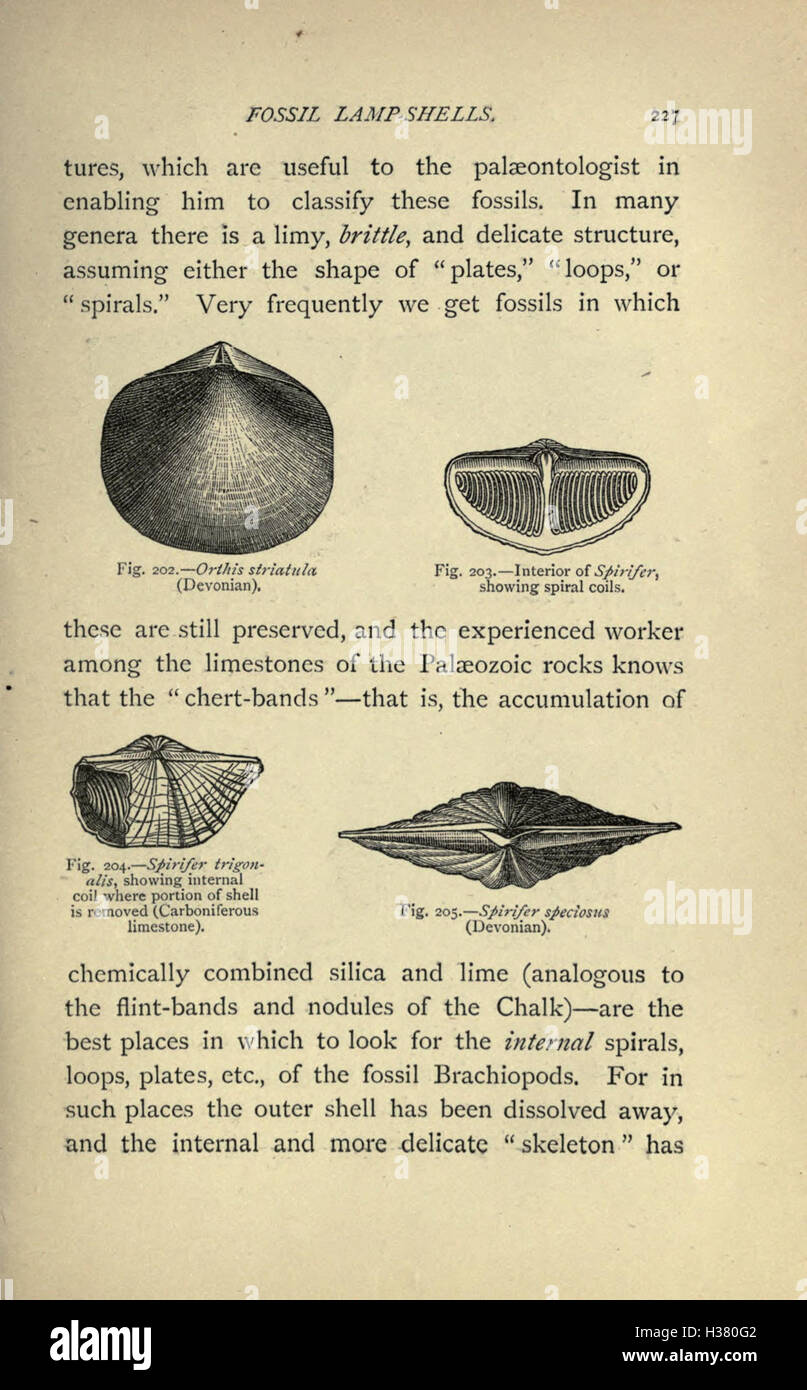 This guide covers common British fossils, detailing where to find them ...