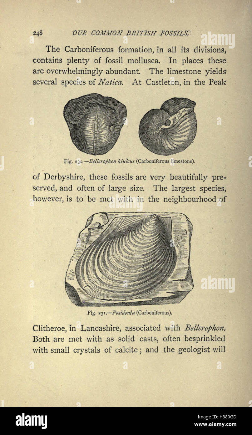 This guide identifies common British fossils, including where to locate ...