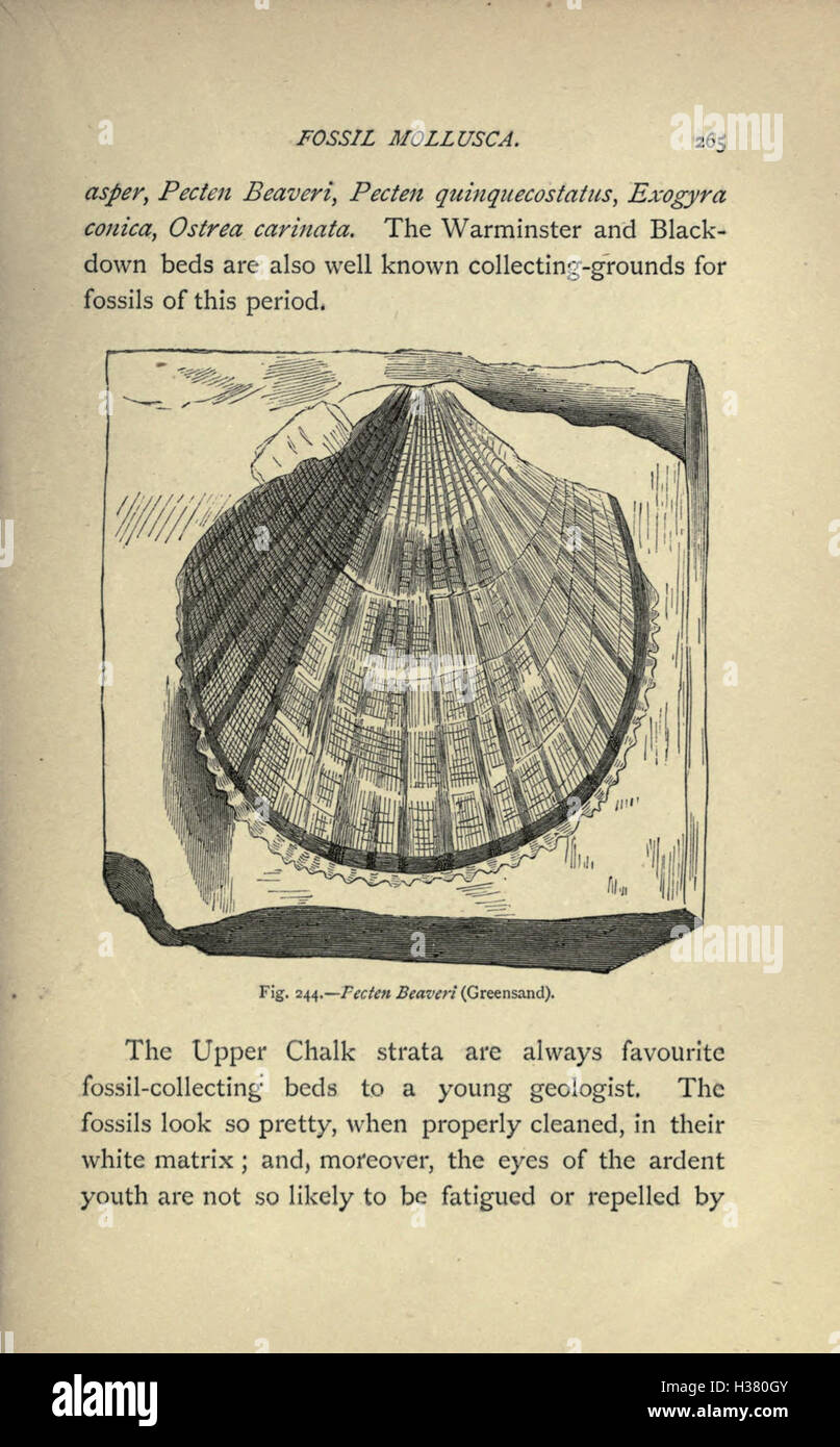 This guide explores common British fossils, providing information on ...