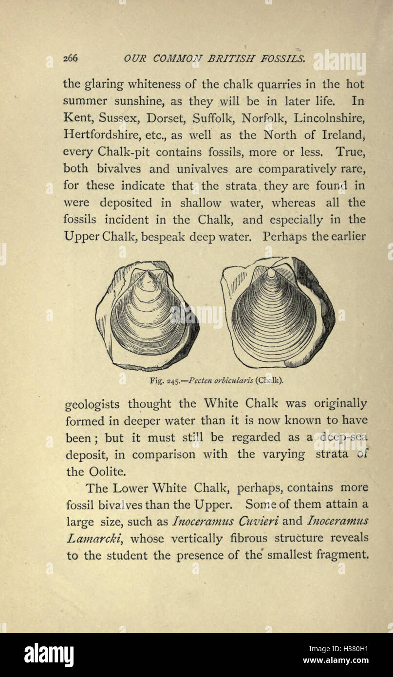 A guide to common British fossils and their locations, focusing on how ...