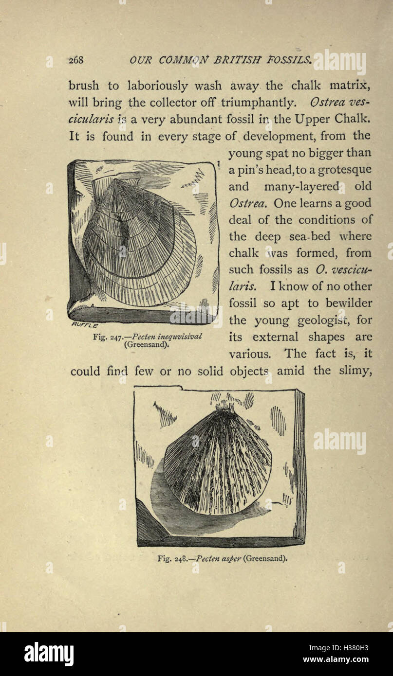 This guide introduces common British fossils and their locations ...