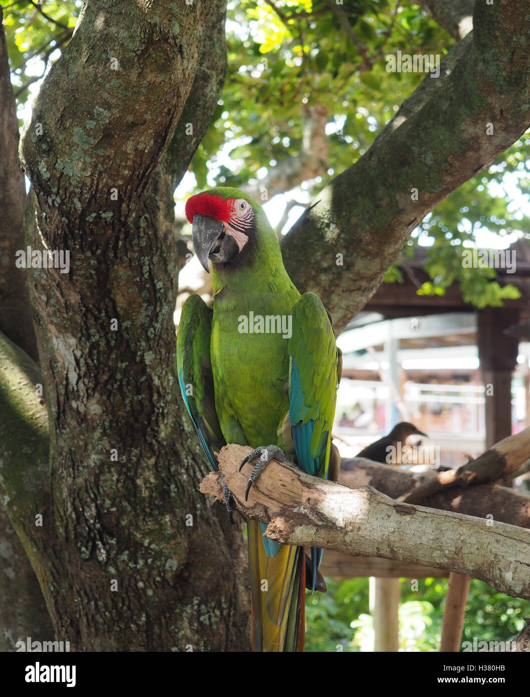 green macaw parrot perched on a tree limb Stock Photo - Alamy