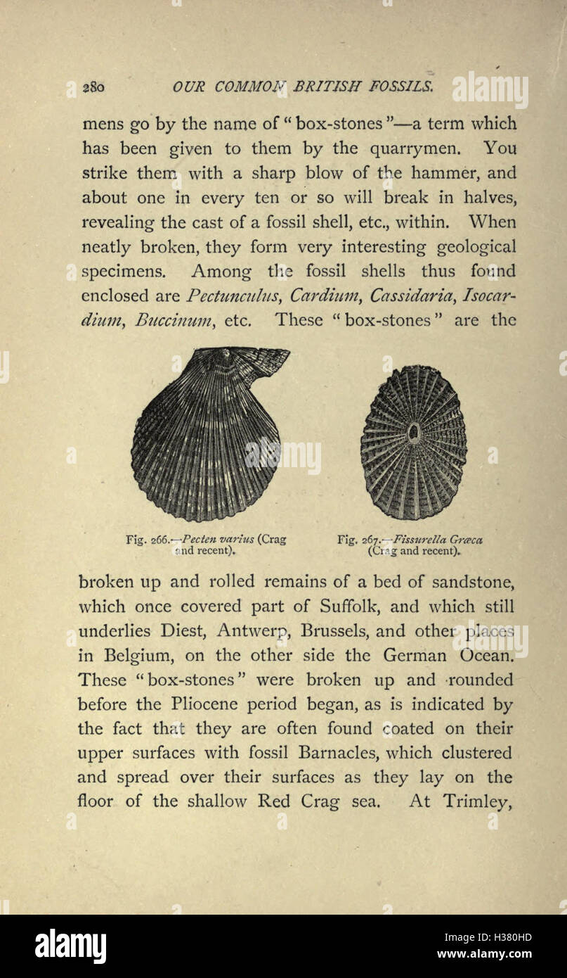 Fossil collection guide hi-res stock photography and images - Alamy