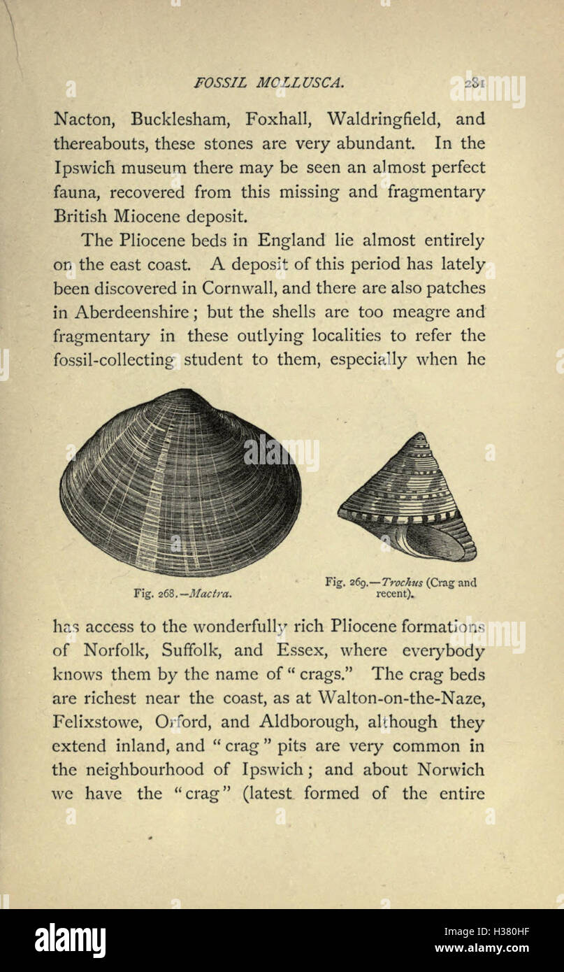 Common fossils hi-res stock photography and images - Alamy